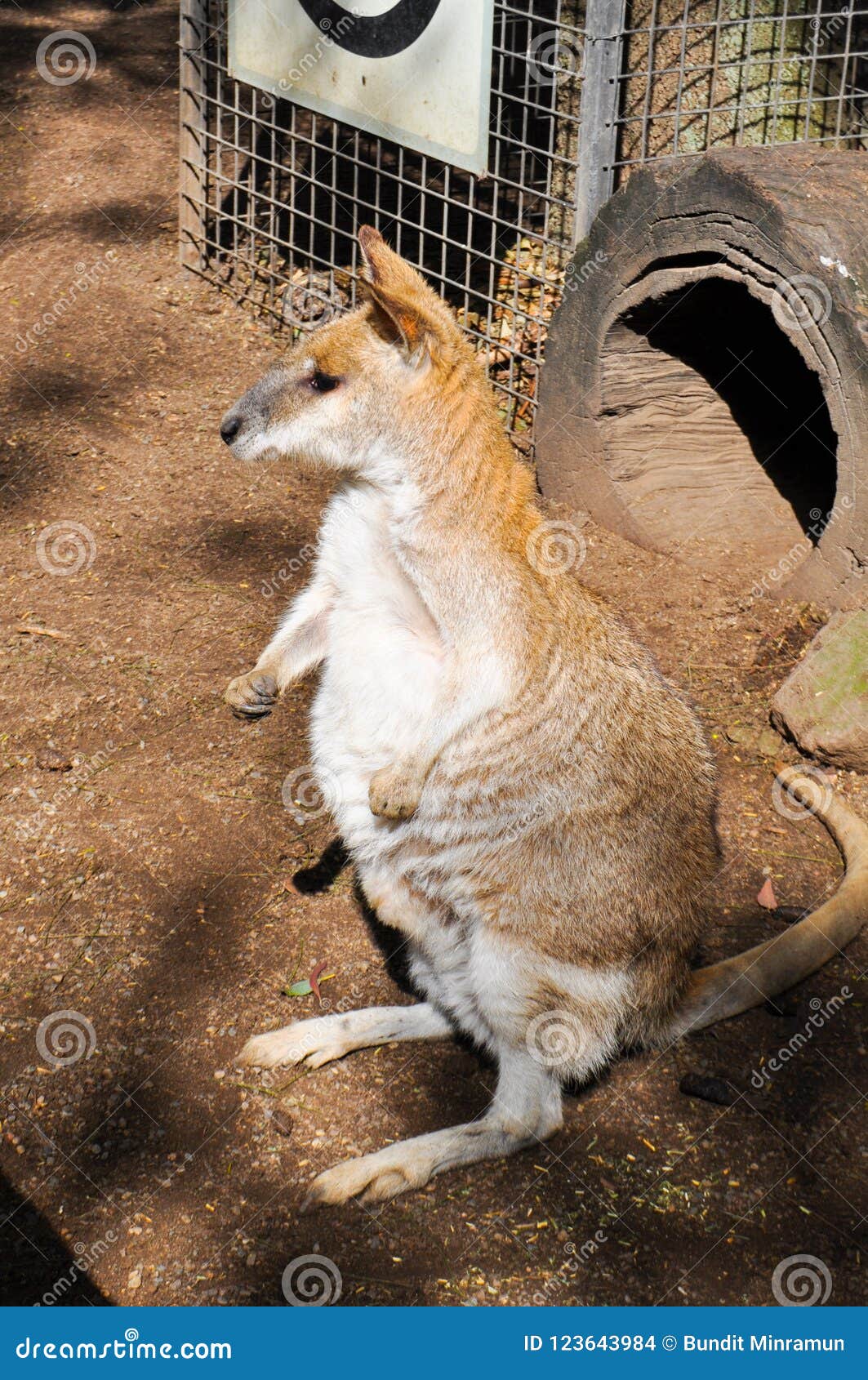 Male Cute Young Brown Wallaby Standing Alone. Stock Photo - Image of ...