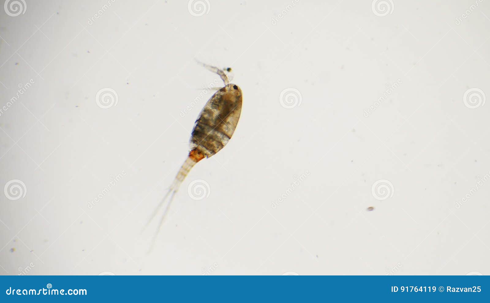 Cyclops Under Microscope