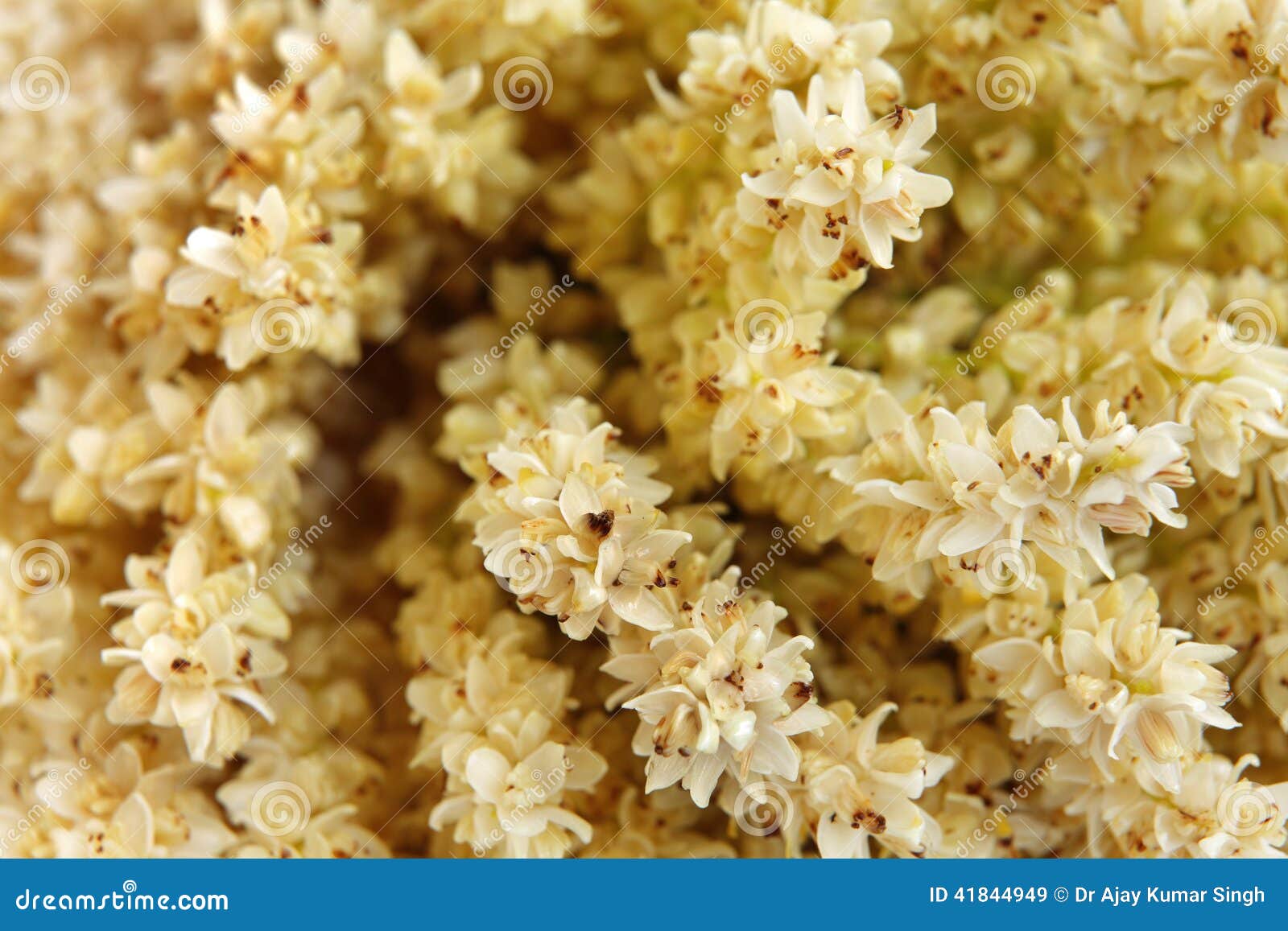 Male dates flowers stock image. Image of flowers, beautiful - 41844949
