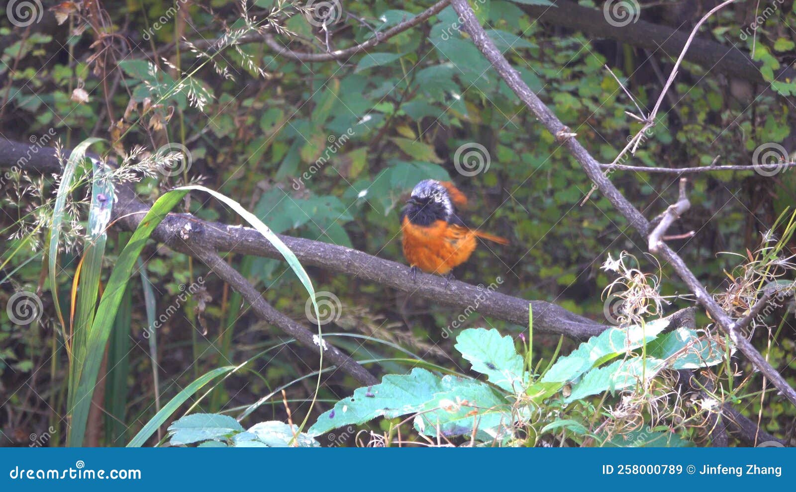 Bird preening stock video. Video of redstart, life, animals - 258000789