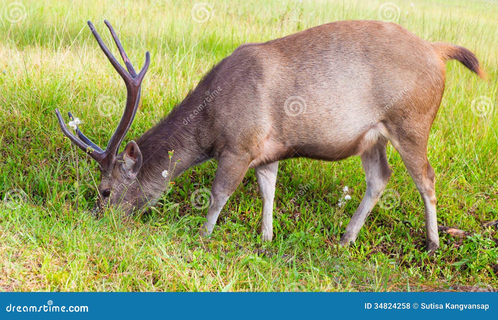 Male Dear Eating Grass in Forest Camp Stock Photo - Image of dear ...