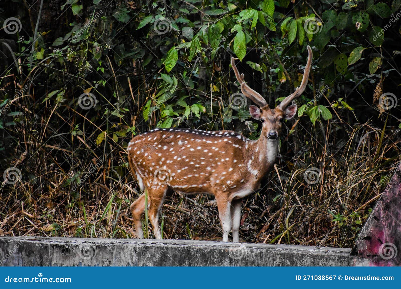 A dear stock image. Image of holiday, heart, forest - 271088567