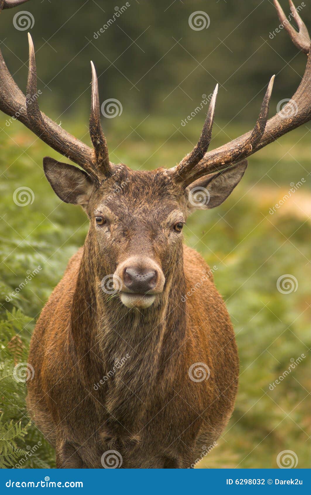 Male Deer Picture. Image: 6298032