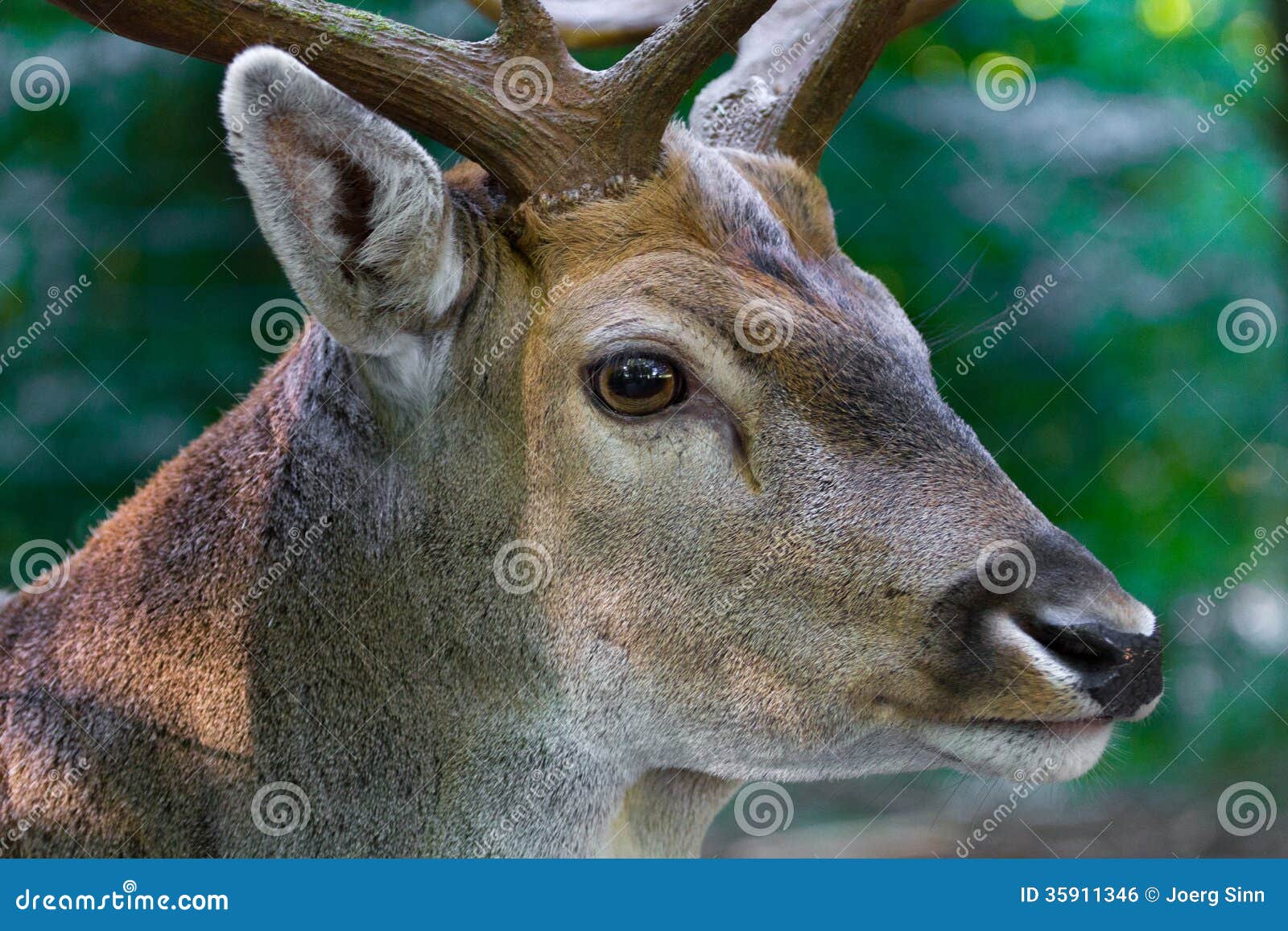 Deer Close-up,beautiful Muzzle Of A Young Deer Looking Into The Lens ...