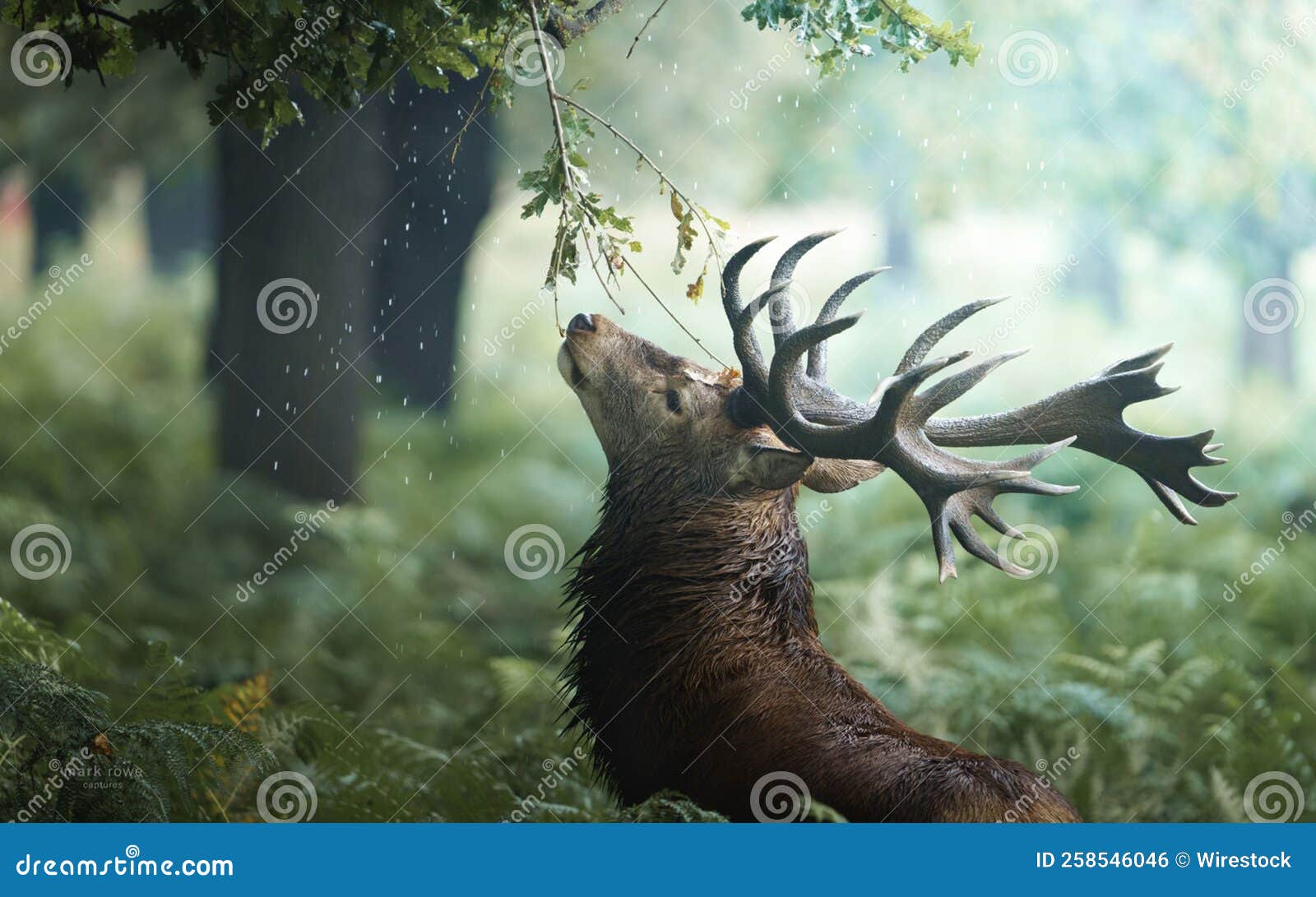 Male Deer Eating from Tree Under Rain Stock Photo - Image of plants ...