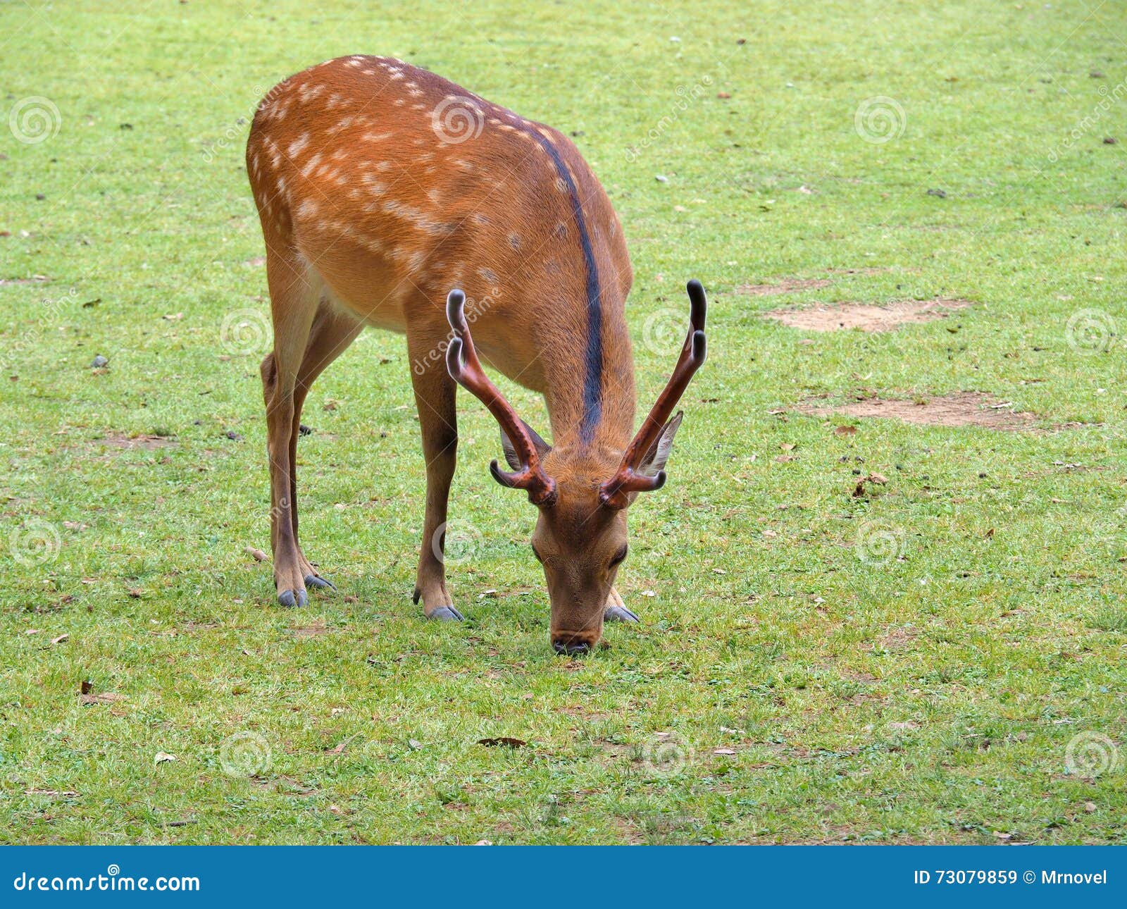 Male deer on green field. stock image. Image of herbivore - 73079859