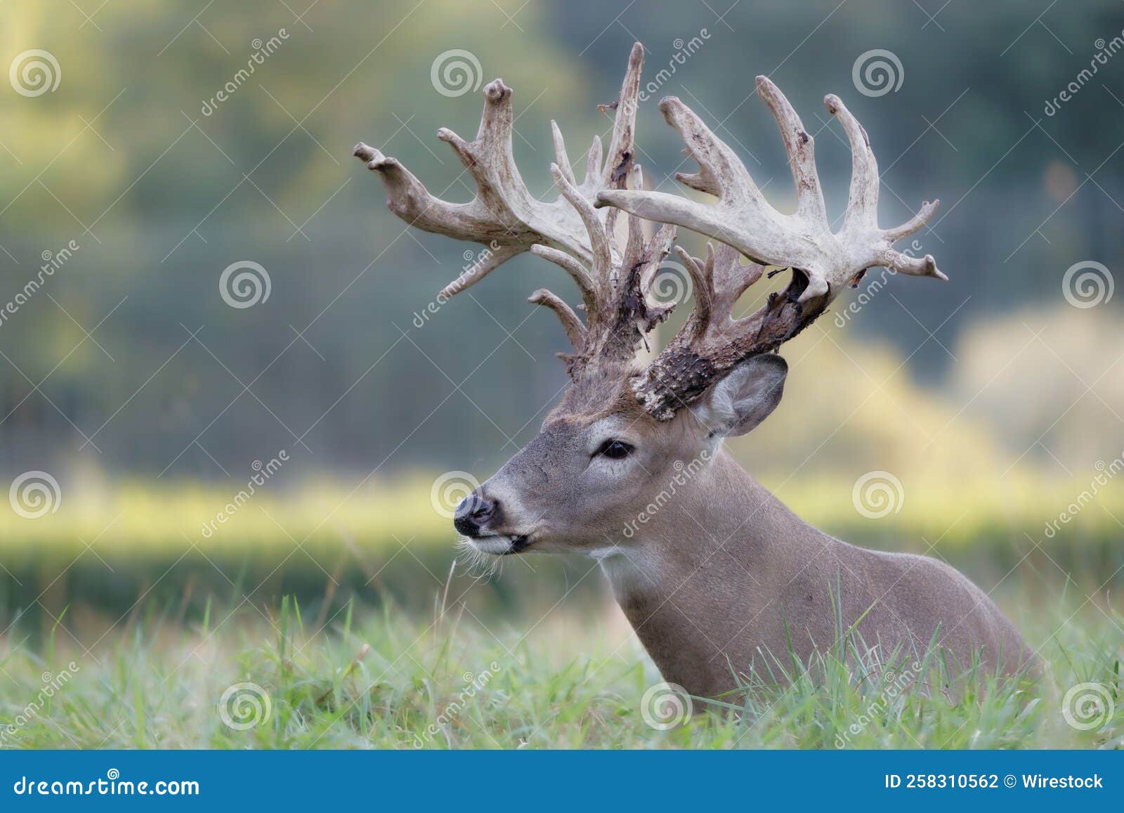 Male Deer on the Green Lawn Stock Photo - Image of deer, green: 258310562