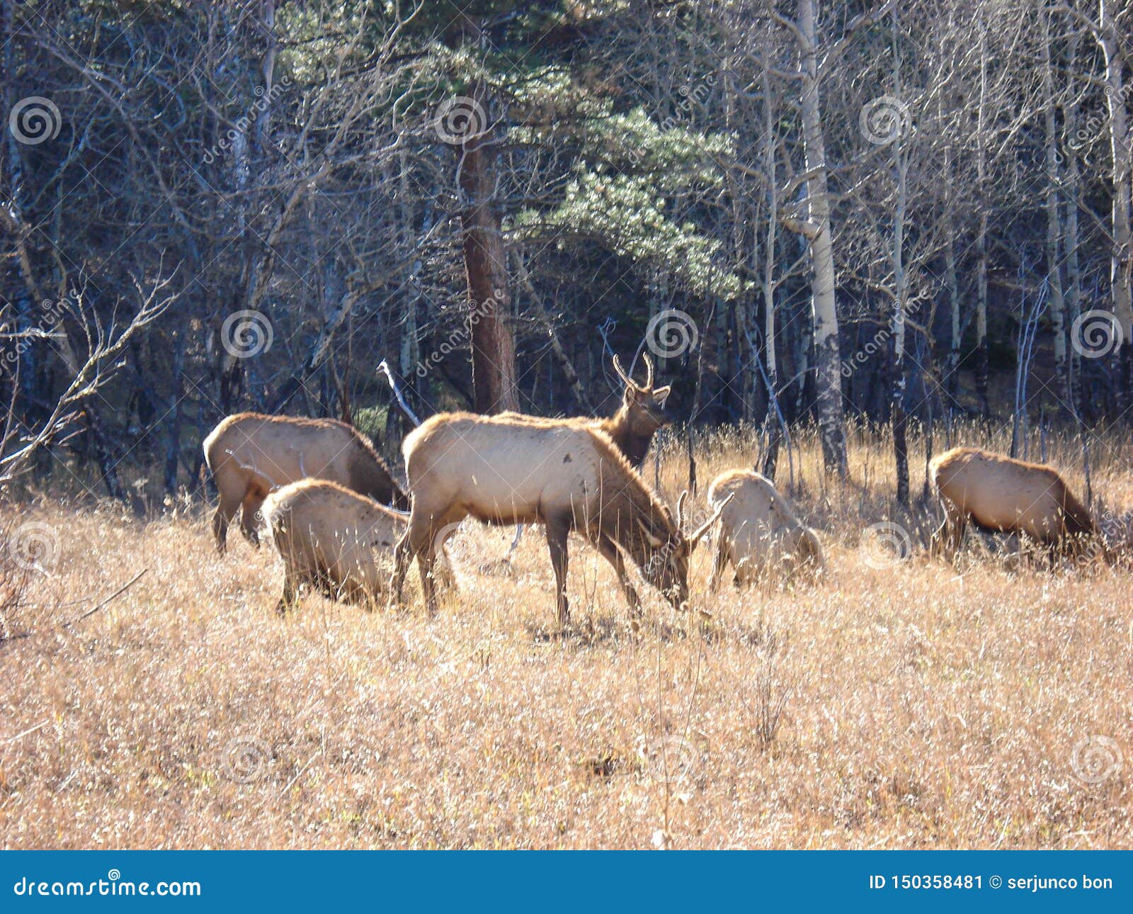 Male Deer with Herd Grazing in Rocky Mountain Forest Stock Image ...