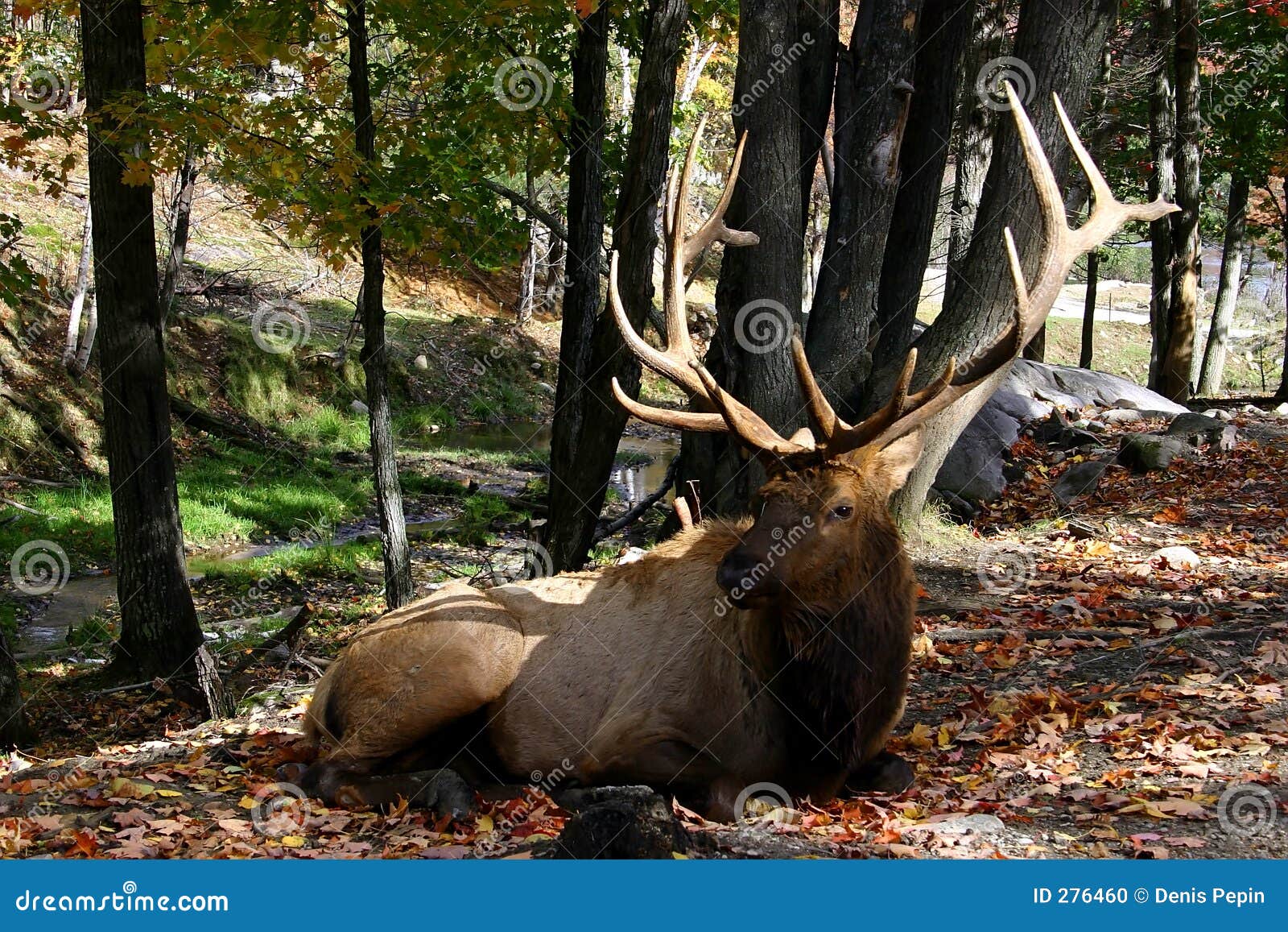 Male Deer Laying on the Ground Stock Photo - Image of ruminant, mammal ...