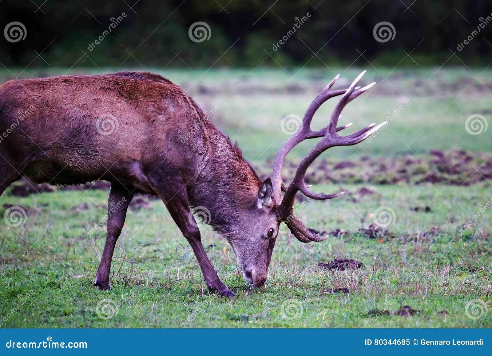 Male deer on the prairie stock image. Image of elaphus - 80344685