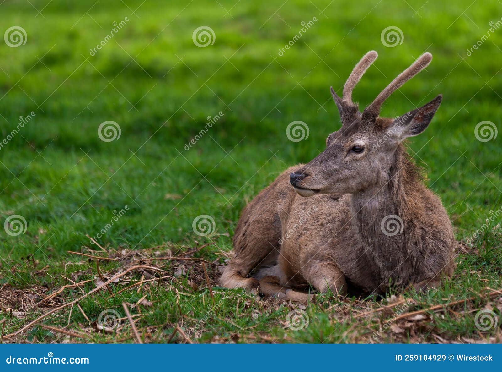 Male Deer Resting in a Field Stock Image - Image of fauna, selective: 259104929