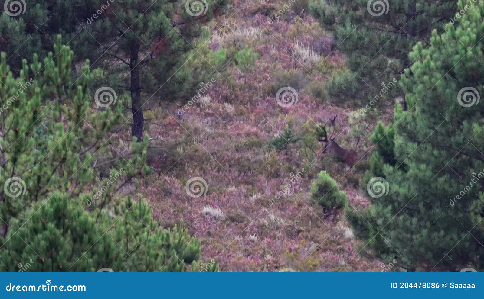Male Deer Scratching Antlers on Pine Tree Stock Footage - Video of pest ...