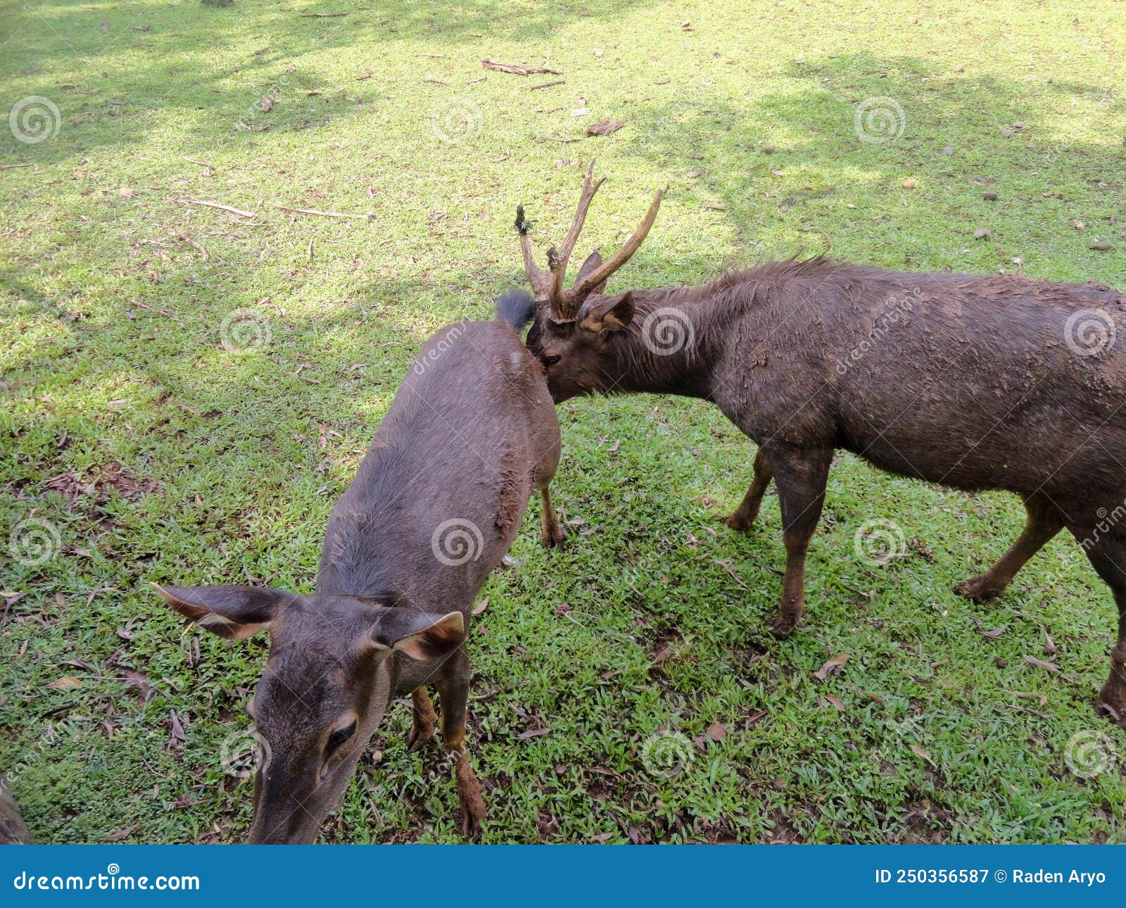 Male Deer Seducing Female Deer Mating Stock Image - Image of deer ...