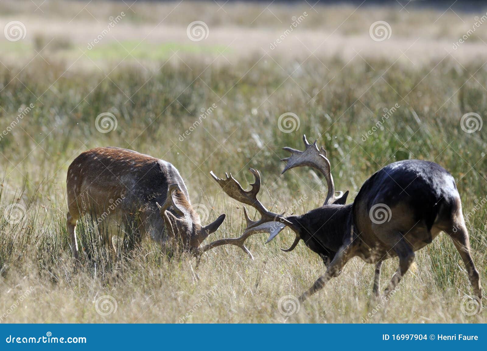 Male deers fighting stock photo. Image of deer, horn - 16997904