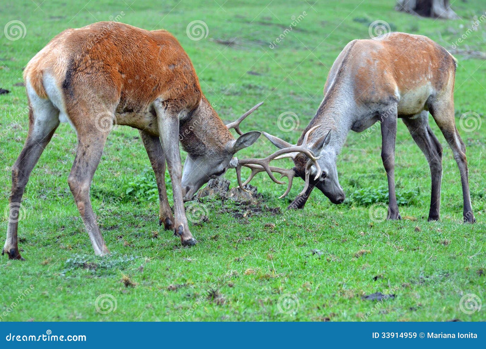Male deers fighting stock image. Image of male, deers - 33914959