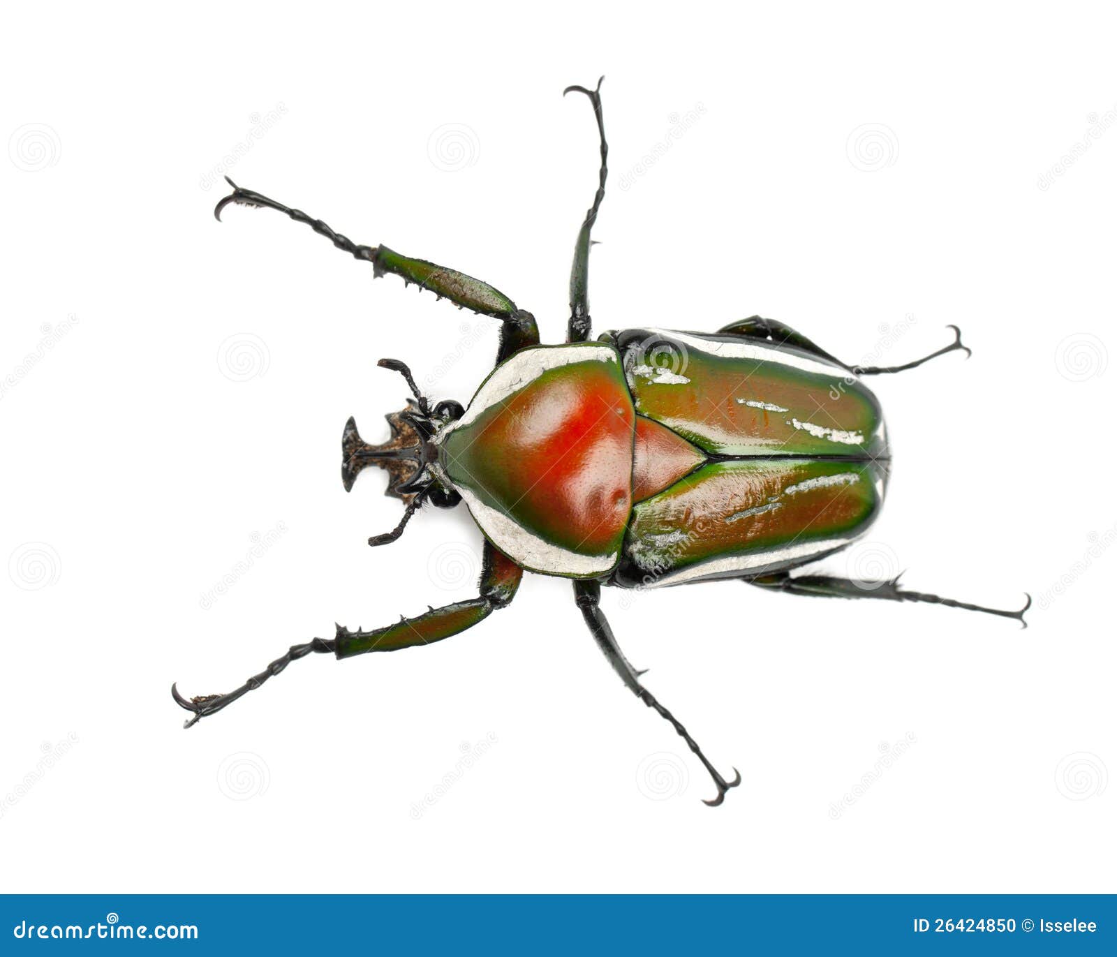 Male Derby s Flower Beetle stock photo. Image of dicronorrhina - 26424850
