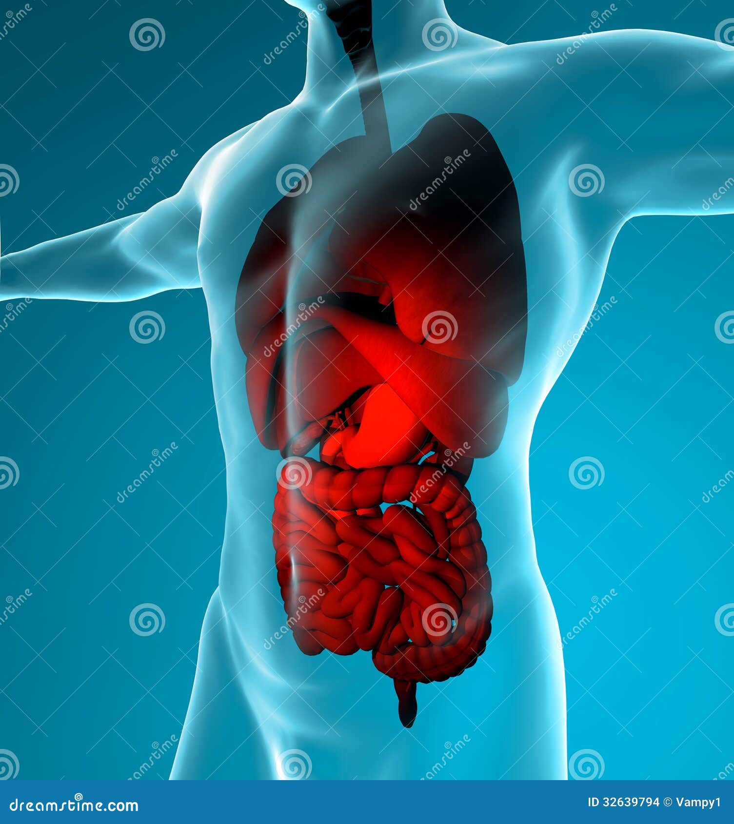 Male Digestive and Respiratory System Stock Illustration - Illustration ...