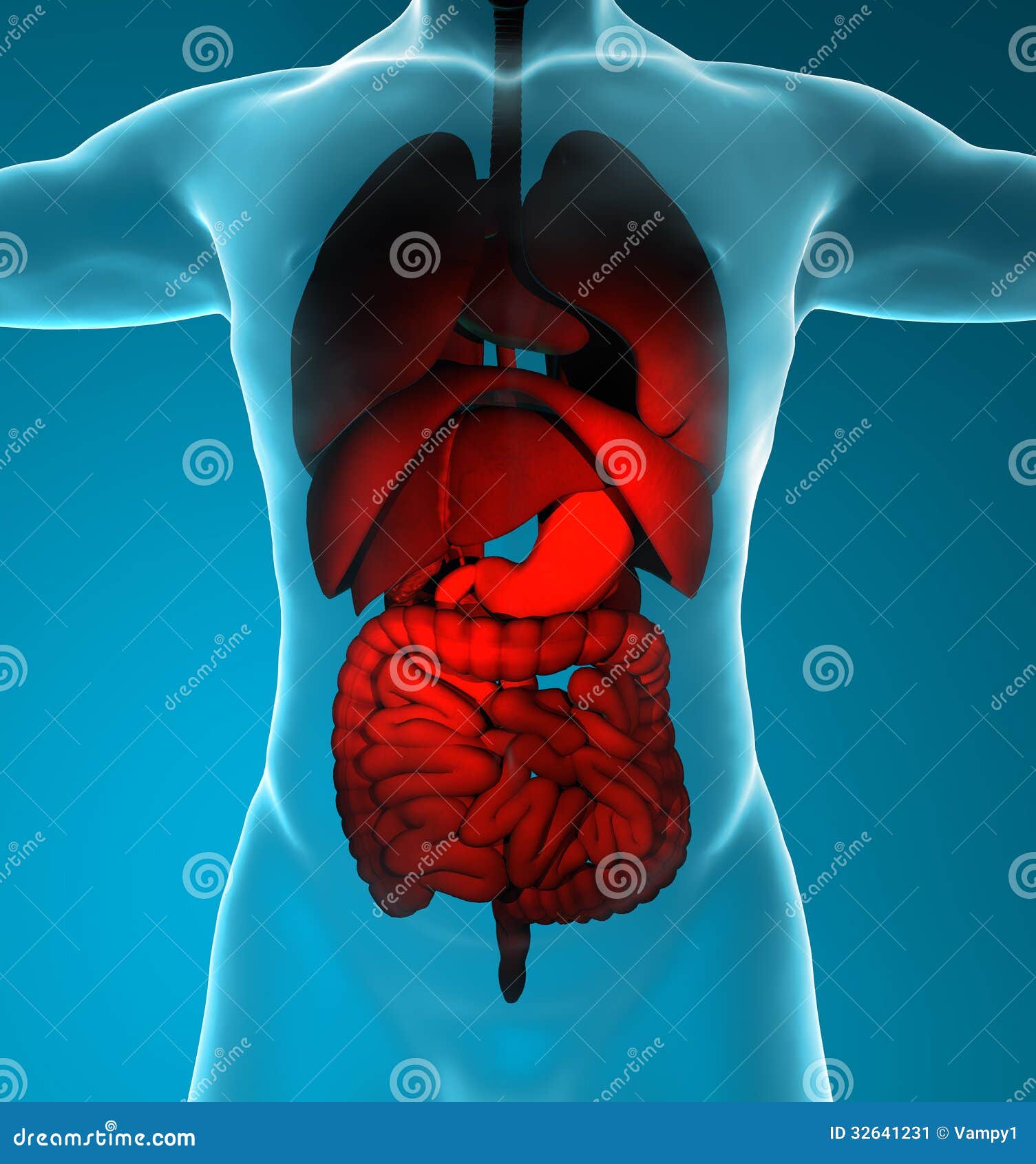 Male Digestive and Respiratory System Stock Illustration - Illustration ...