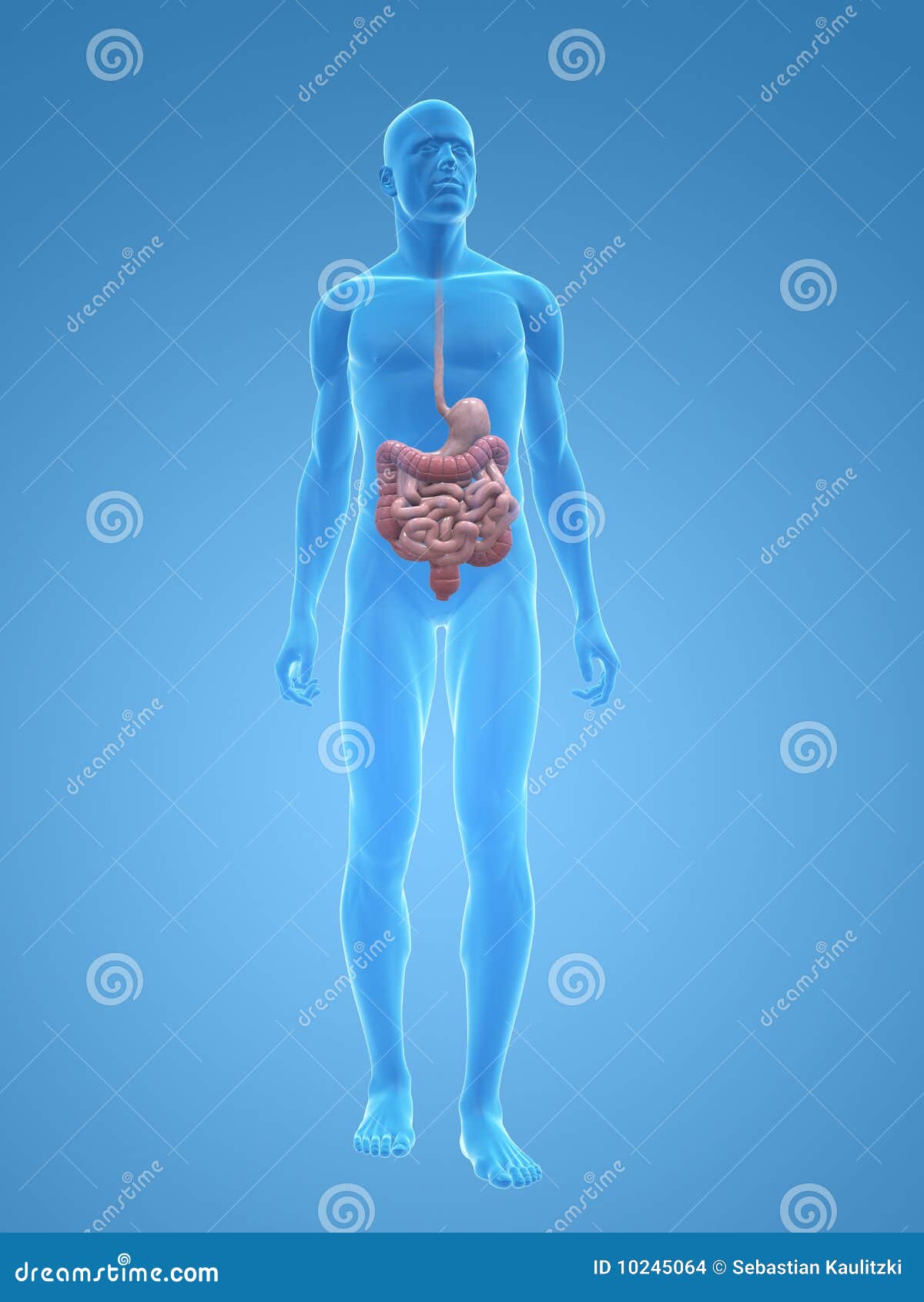 Male digestive system stock illustration. Illustration of digestive ...