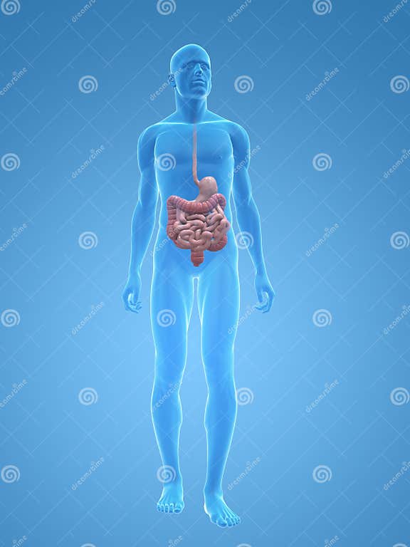 Male digestive system stock illustration. Illustration of digestive ...