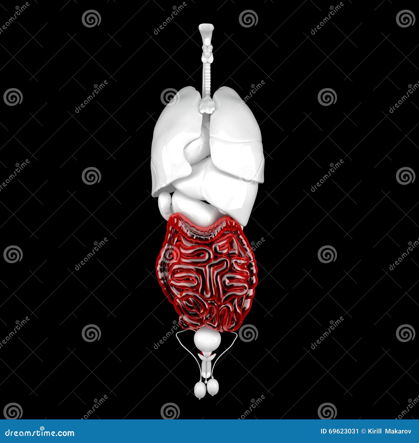 Male Digestive System. Anatomical 3d Illustration Stock Illustration ...