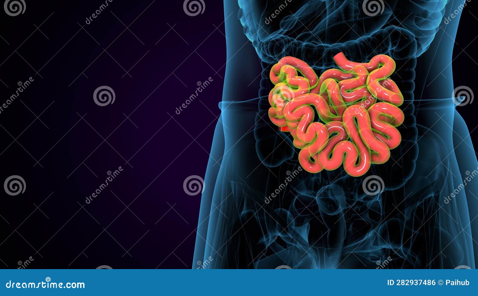 Male Digestive System Inner Parts Anatomy. 3d Render Stock Illustration ...