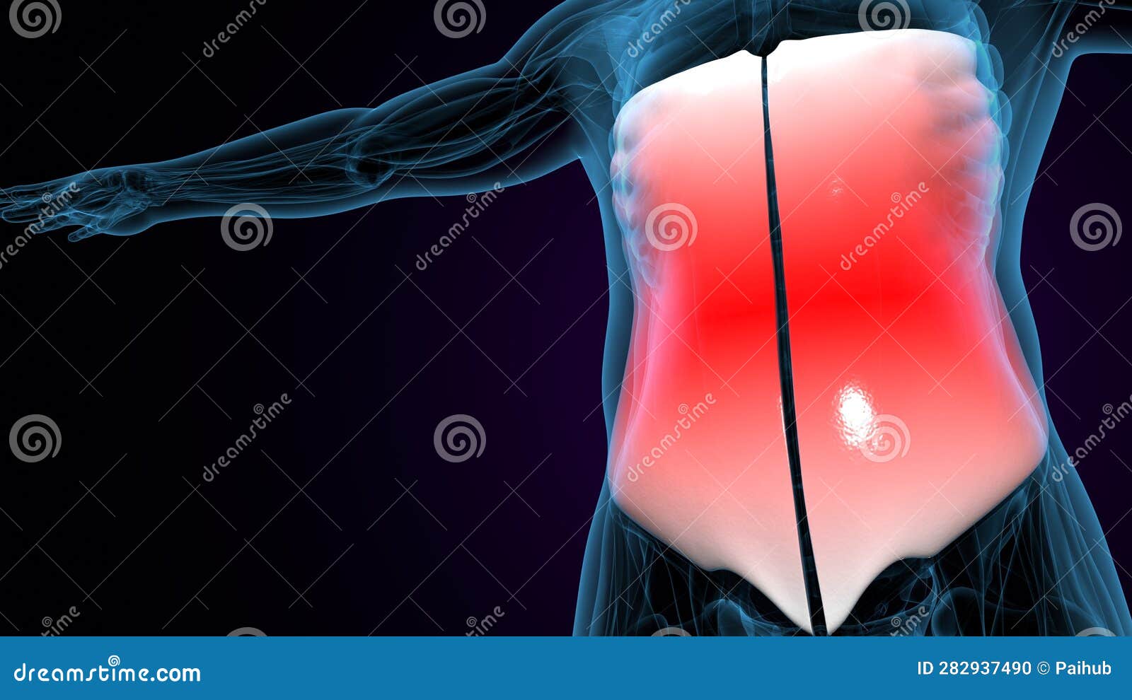 Male Digestive System Inner Parts Anatomy. 3d Render Stock Illustration ...