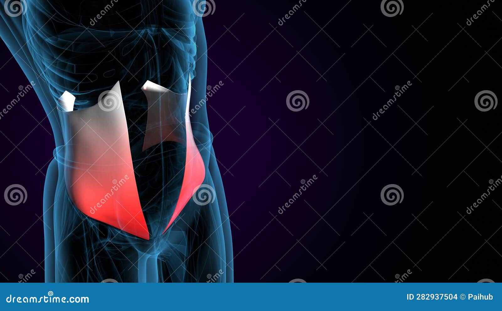 Male Digestive System Inner Parts Anatomy. 3d Render Stock Illustration ...