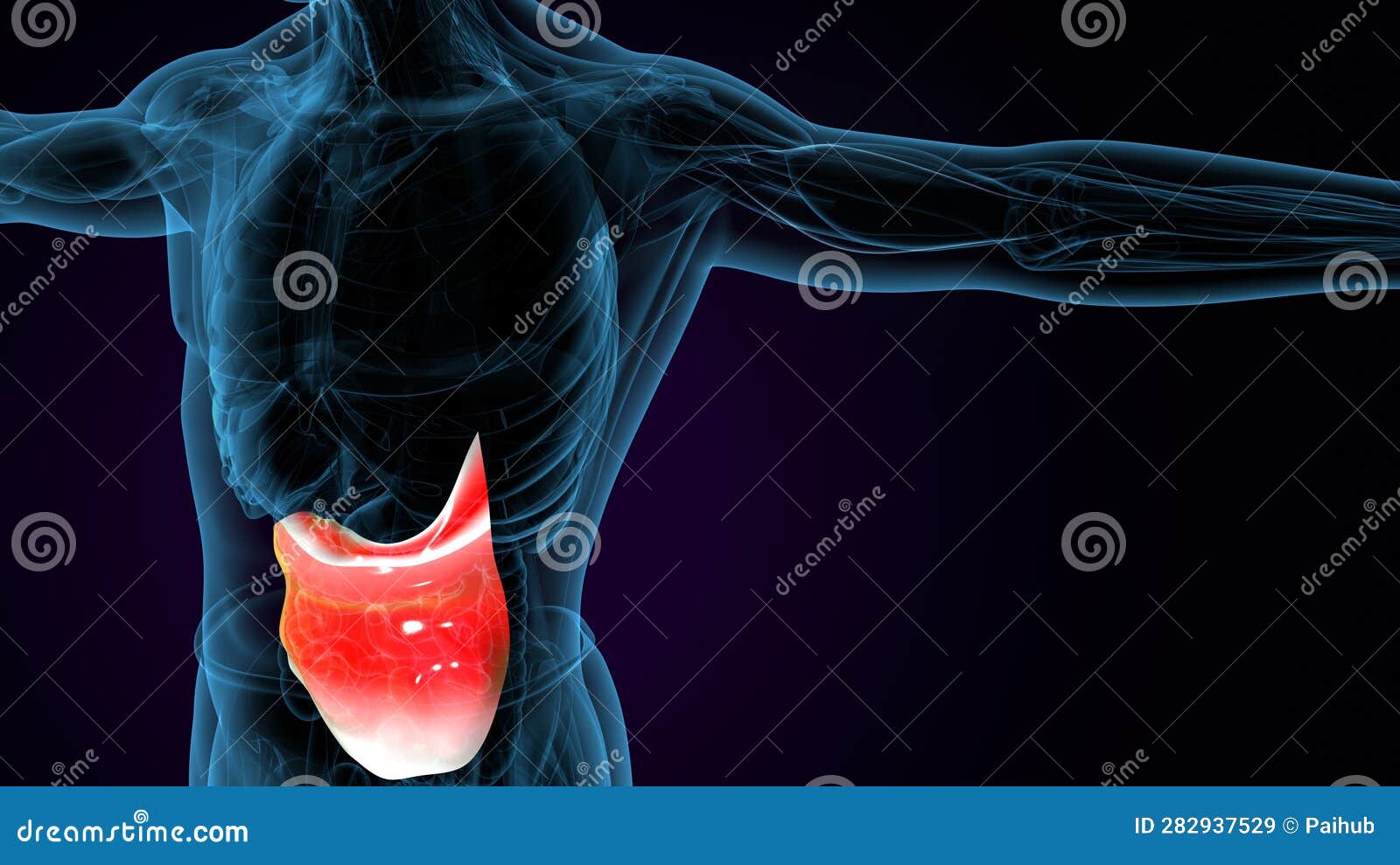 Male Digestive System Inner Parts Anatomy. 3d Render Stock Illustration ...