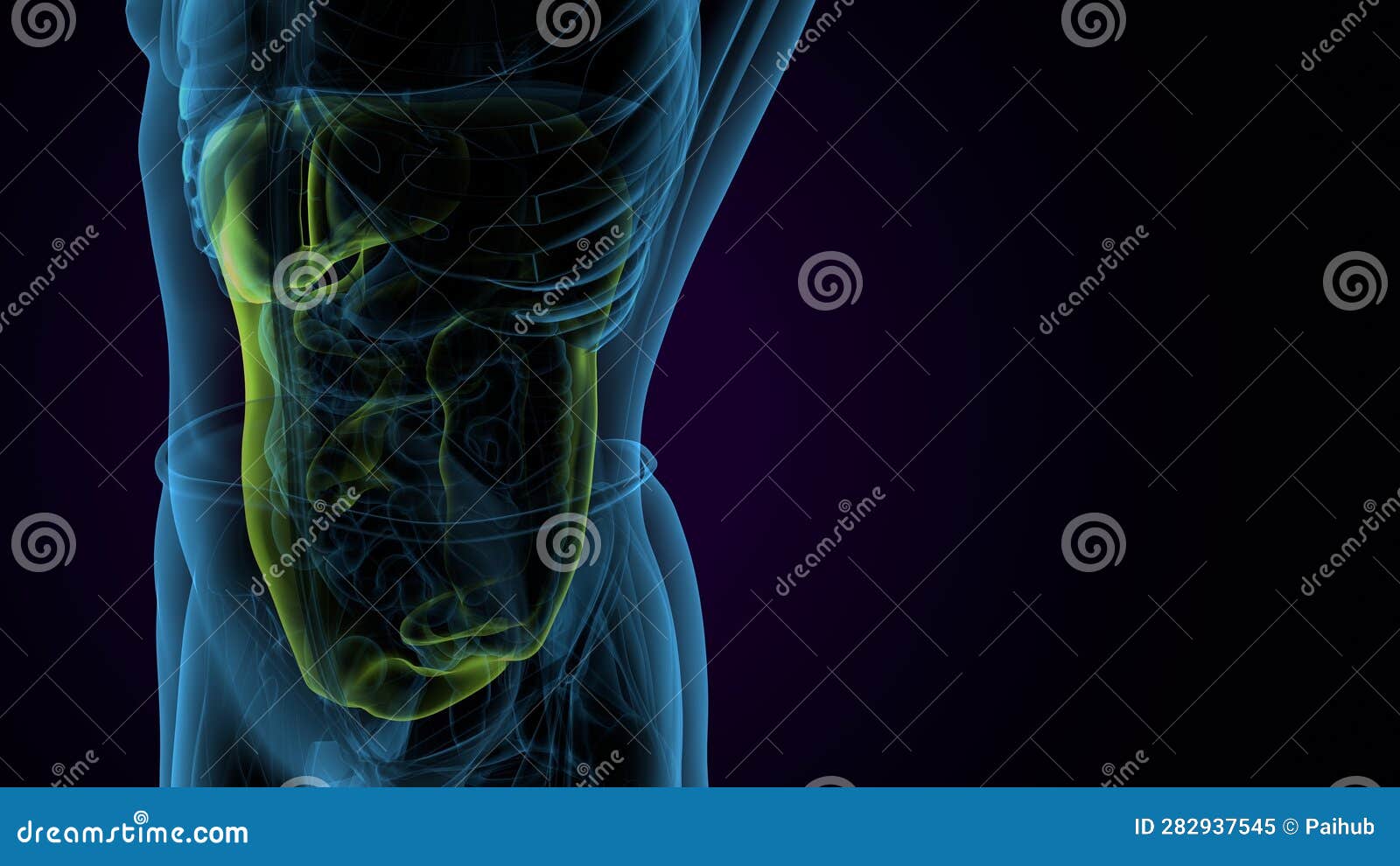 Male Digestive System Inner Parts Anatomy. 3d Render Stock Illustration ...