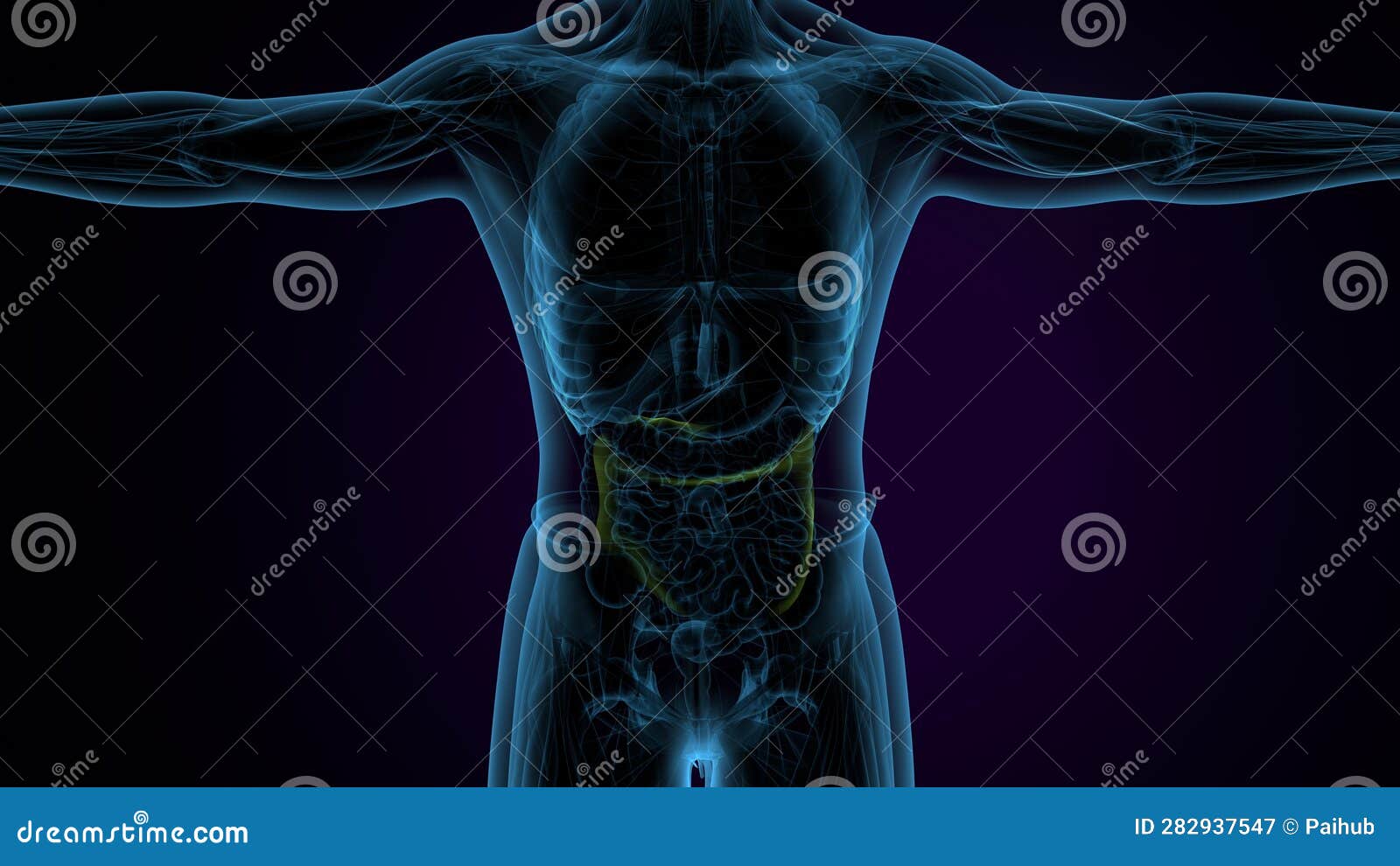 Male Digestive System Inner Parts Anatomy. 3d Render Stock Illustration ...