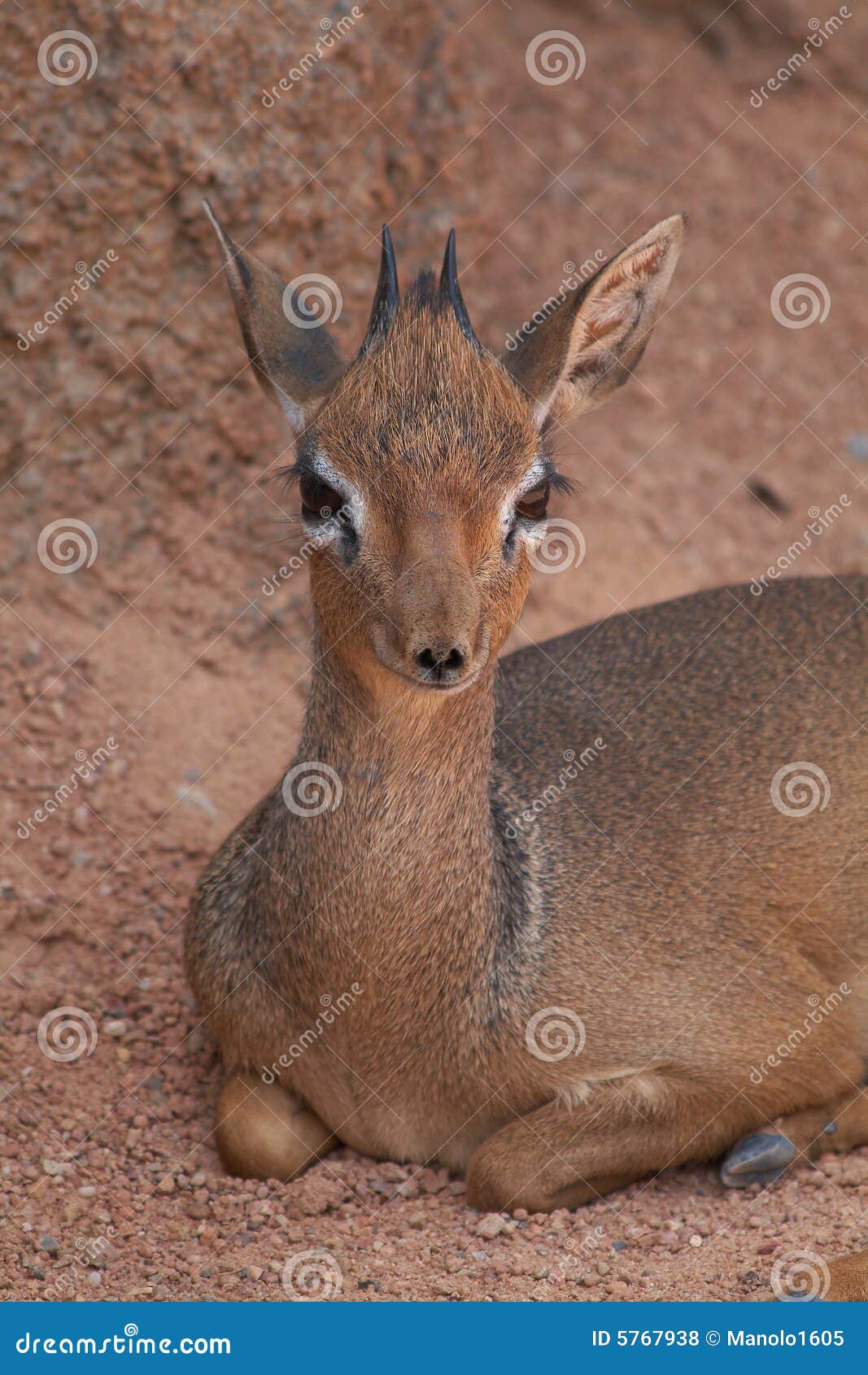 Male Dik-dik Picture. Image: 5767938
