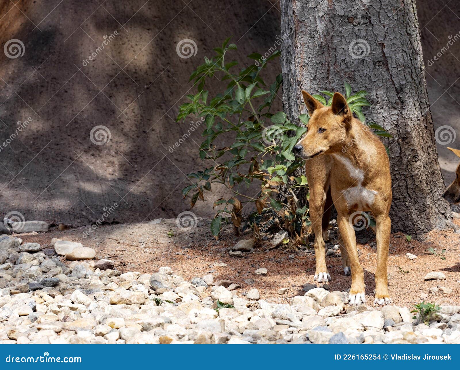 A Dingo Canis Lupus Dingo Or Australian Feral Dog In The Wild At ...