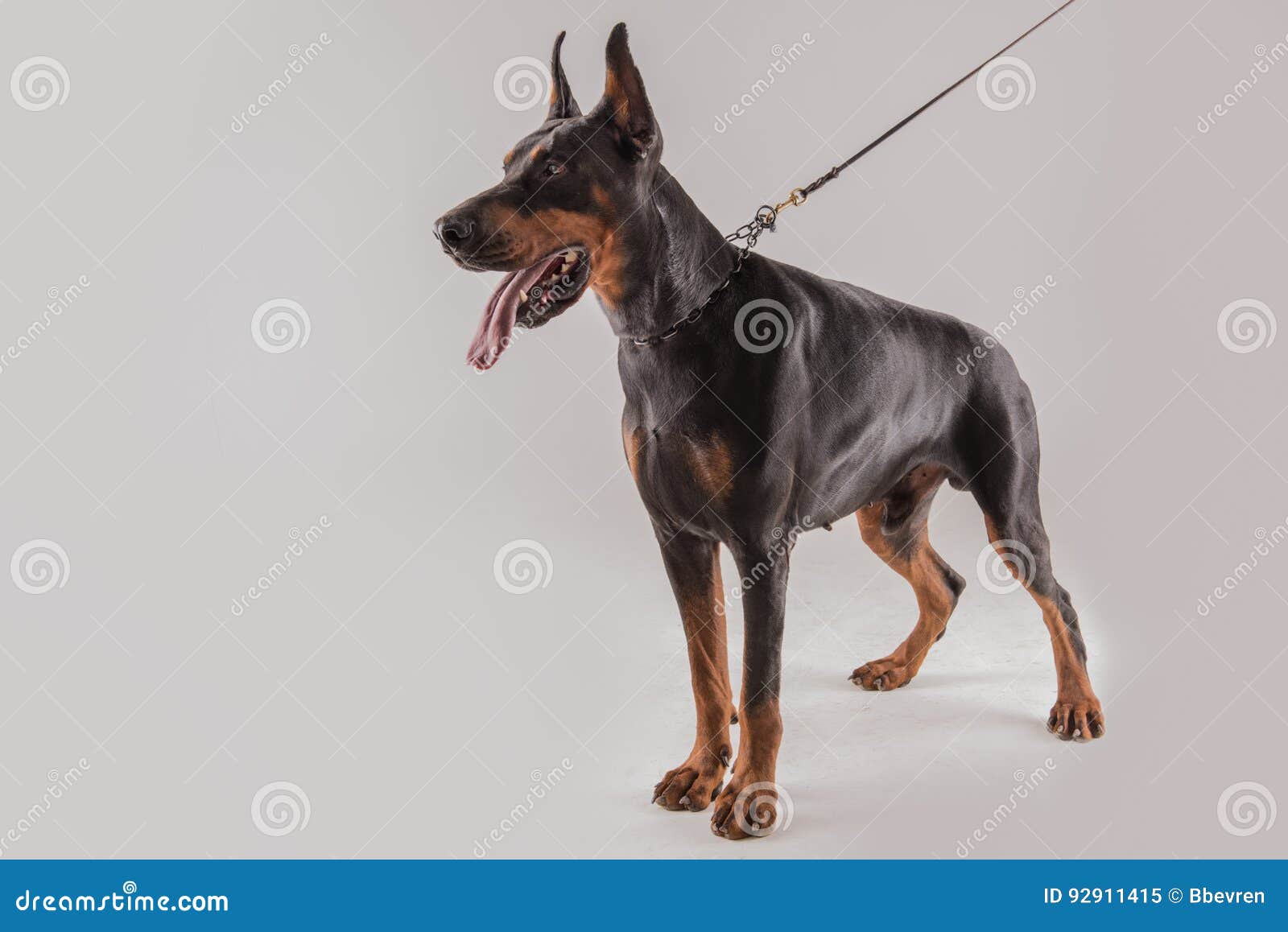 Male Doberman Standing Pose with Leash Stock Image - Image of domestic ...