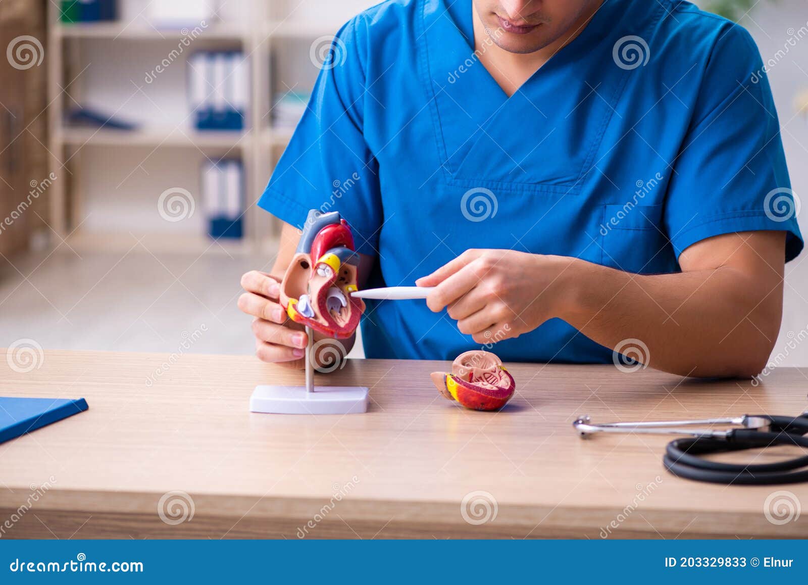 Young Male Doctor Cardiologist Explaining Heart Model Stock Image ...