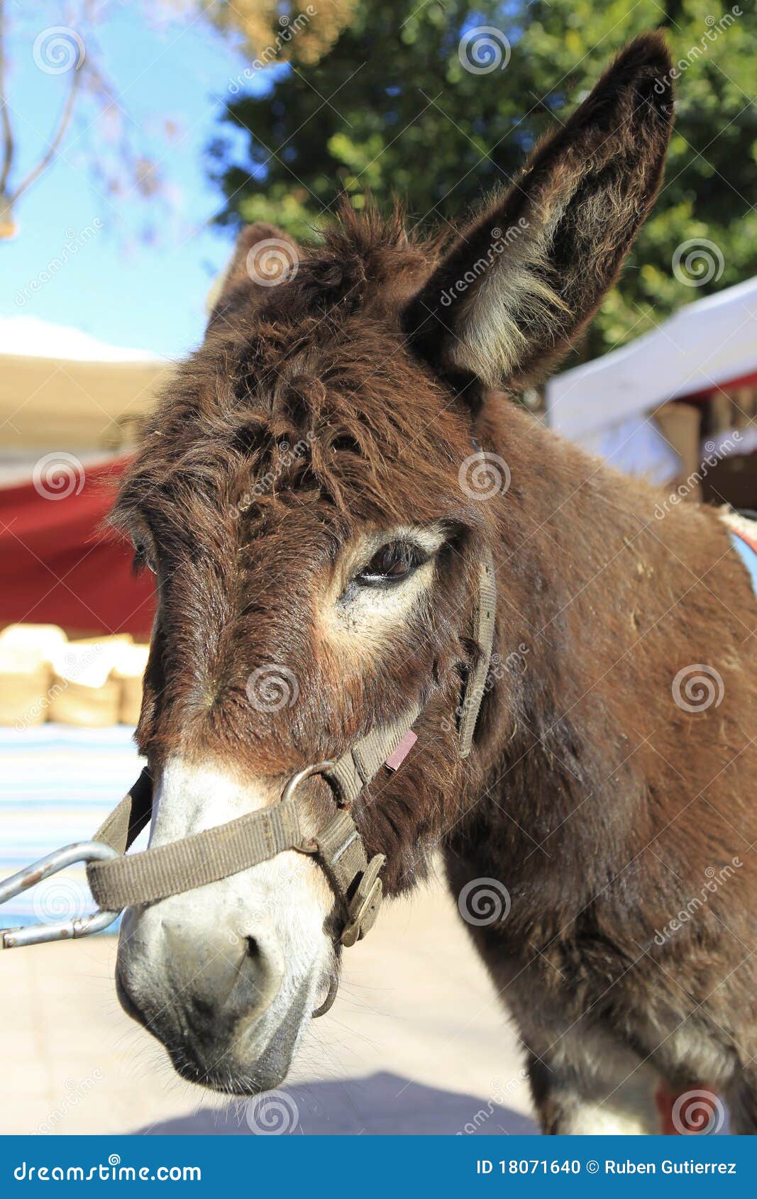 Male donkey stock photo. Image of ears, male, market - 18071640