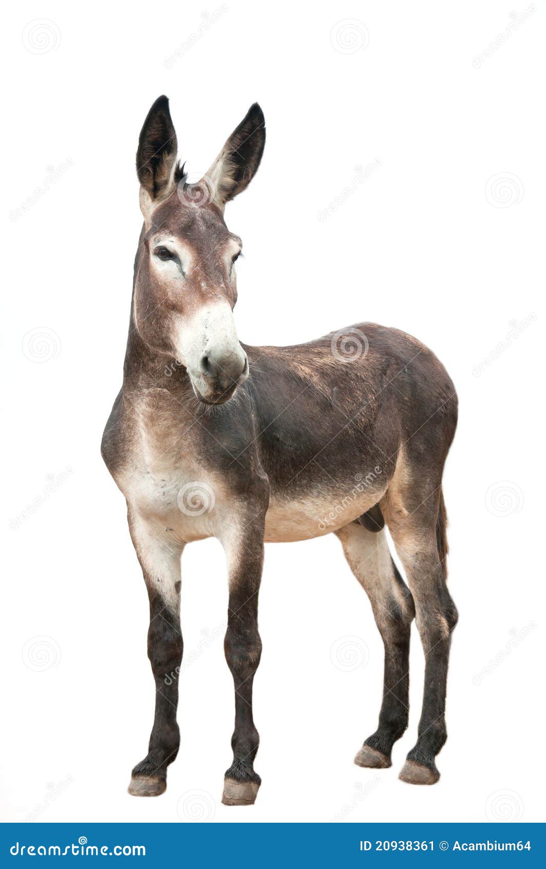 Male Donkey Waiting To Be Fed In Drought Conditions With Cloudy Sky ...