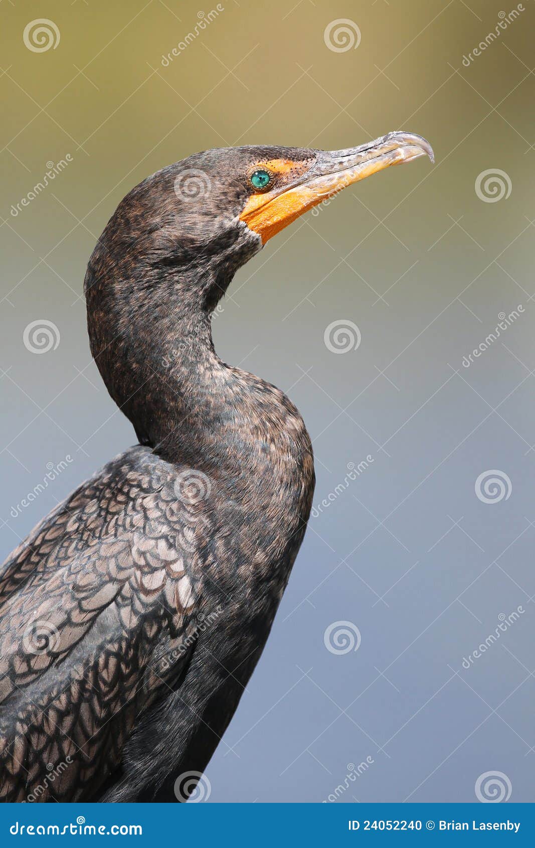 Male Double-crested Cormorant Stock Photo - Image of ornithology, male ...