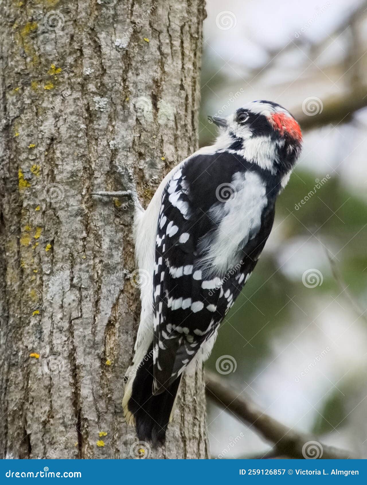 Male Downy Woodpecker Pecking on a Tree Stock Image - Image of aves ...