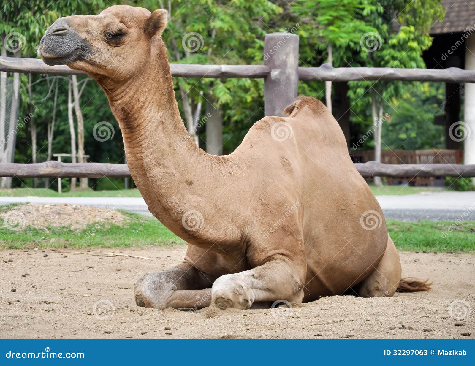 Male dromedary camel stock image. Image of east, landscape - 32297063