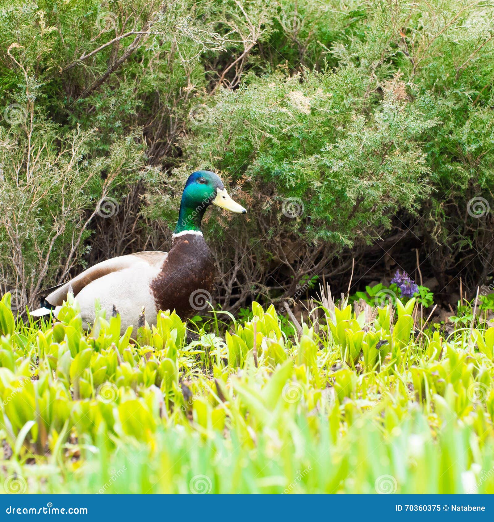 Male duck in the bushes stock image. Image of road, drake - 70360375