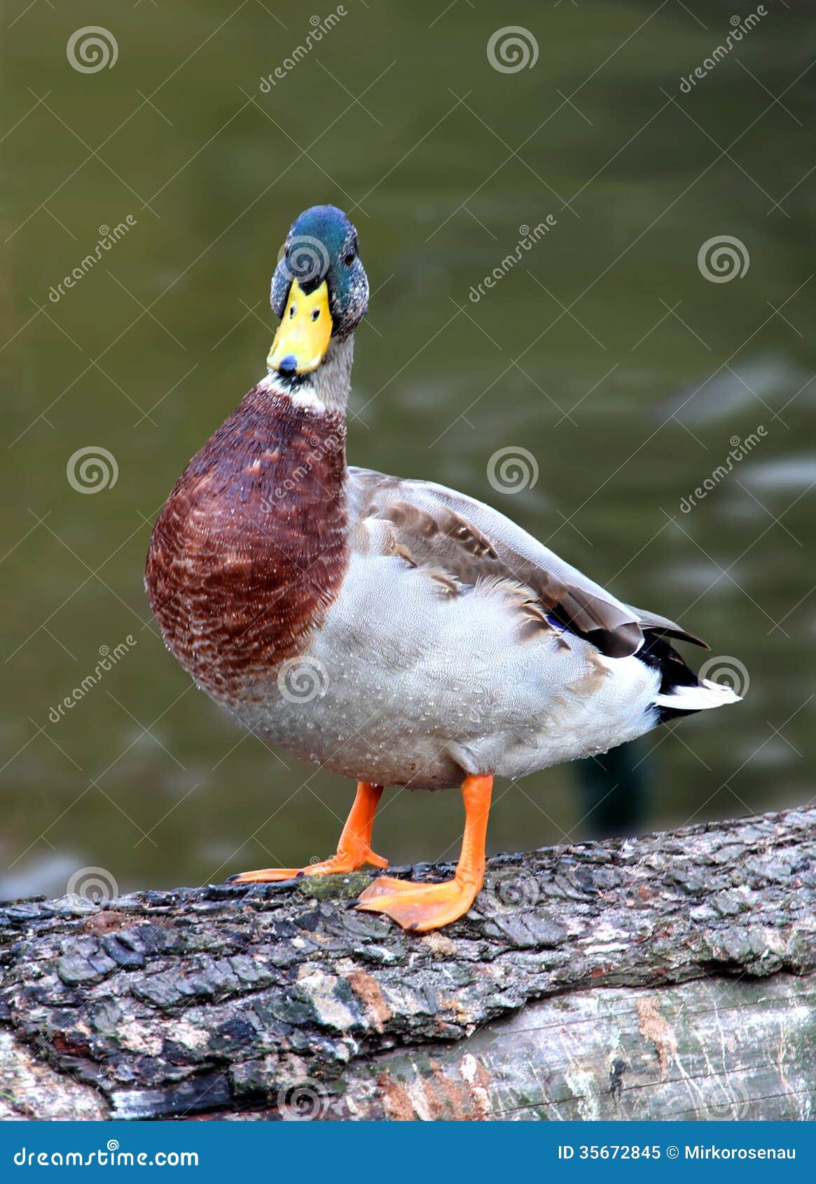 Male Duck stock image. Image of femaleduck, drake, ocean - 35672845