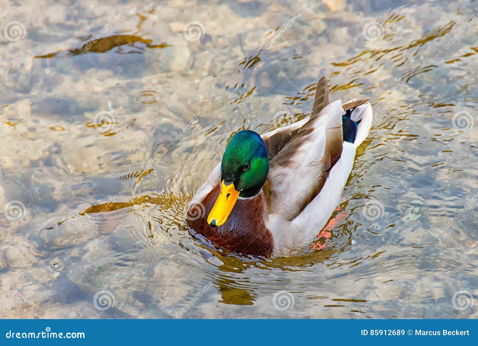 Male Duck Drake on the River Stock Image - Image of avian, bill: 85912689
