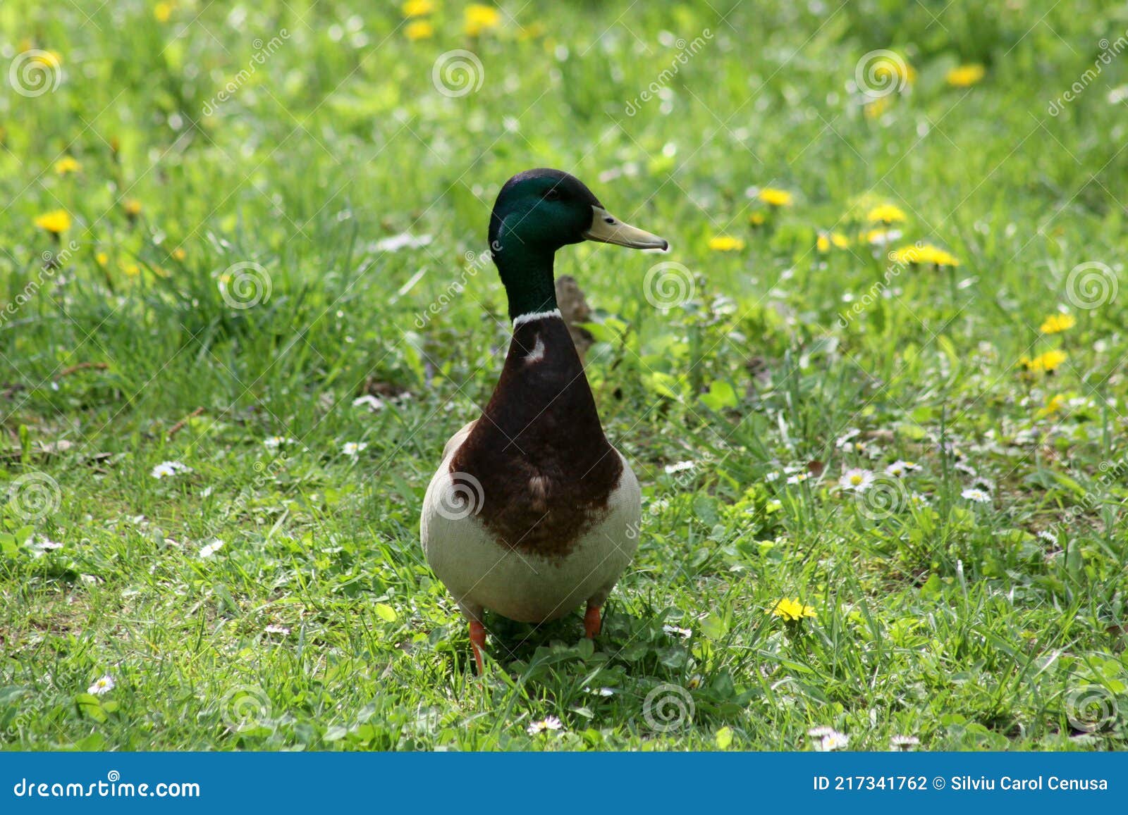 Male Duck Frontal View on Green Grass Stock Photo - Image of male ...