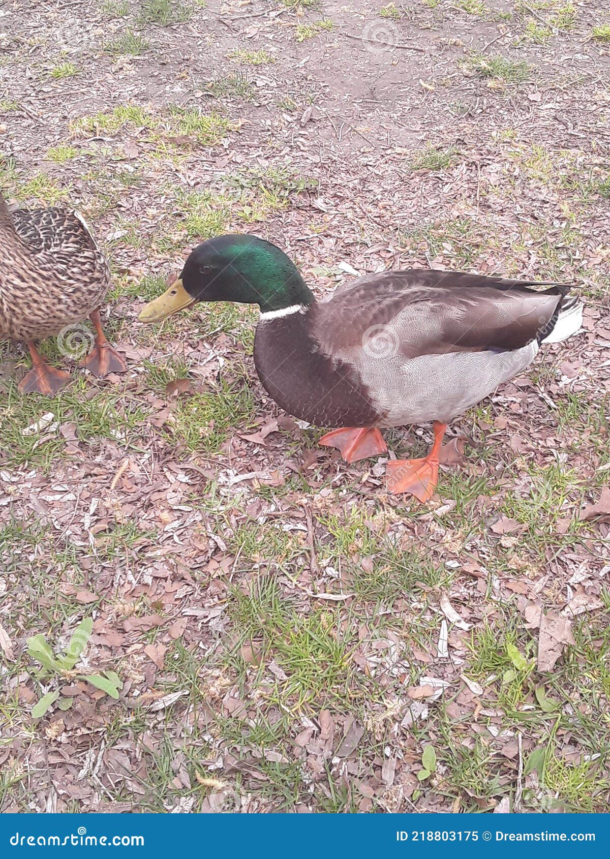 Male duck green stock image. Image of ducks, mammal - 218803175