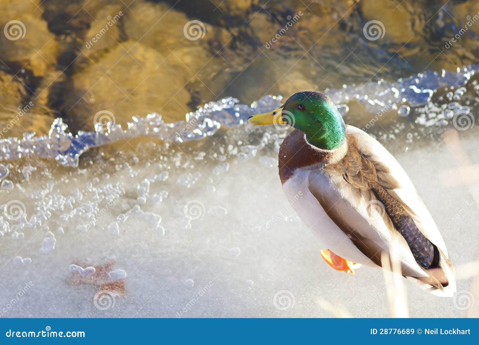 Male Duck on Ice stock image. Image of winter, wintry - 28776689