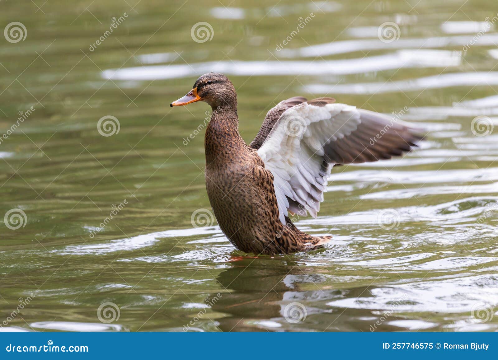 A Male Duck on a Pond Waving Its Wings Stock Image - Image of summer ...