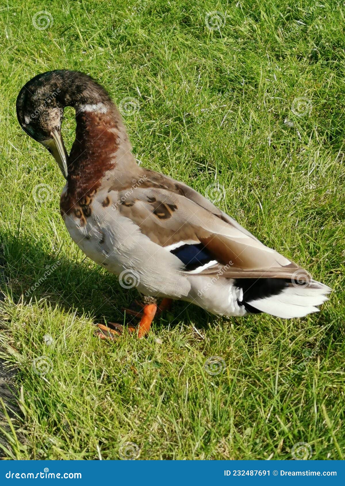 Male duck preening stock image. Image of shorebird, nature - 232487691