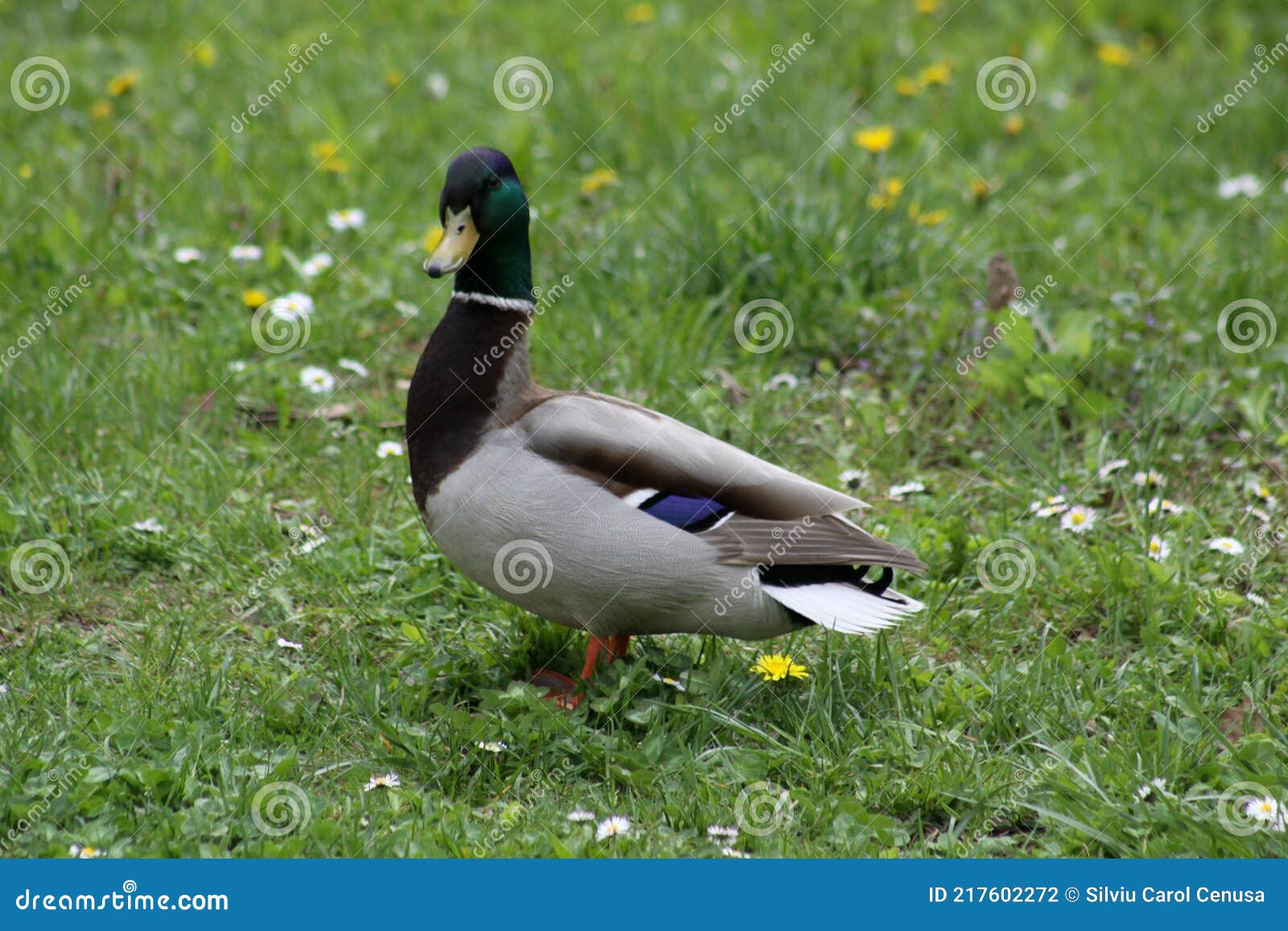 Male Duck Side View on a Green Grass Field Stock Photo - Image of cute ...