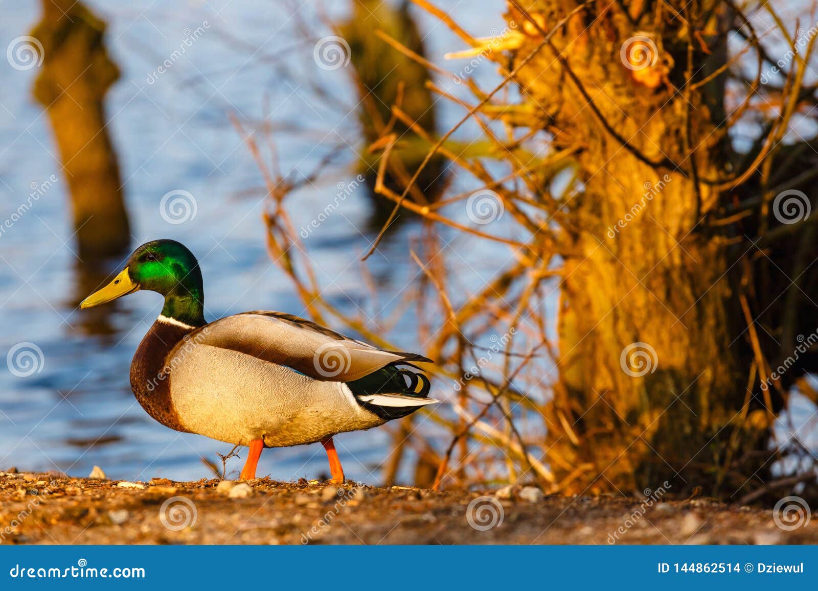 Duck Stands on the Edge of the Lake Stock Photo - Image of anatidae ...
